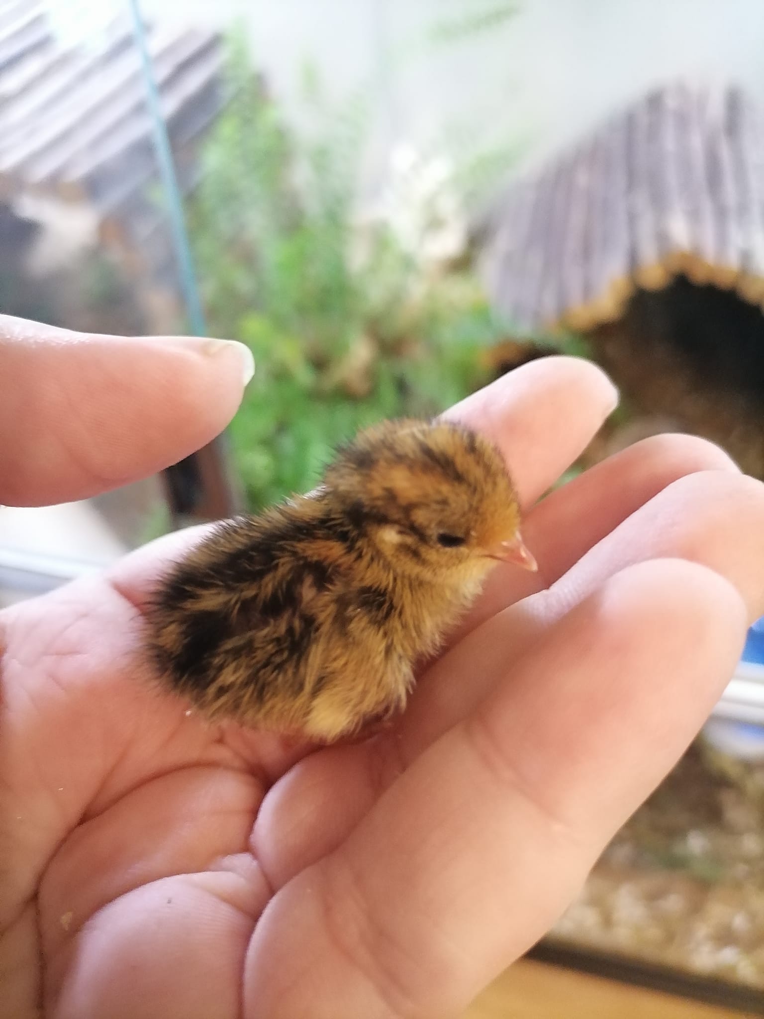 My Button Quail Babies | Xanje