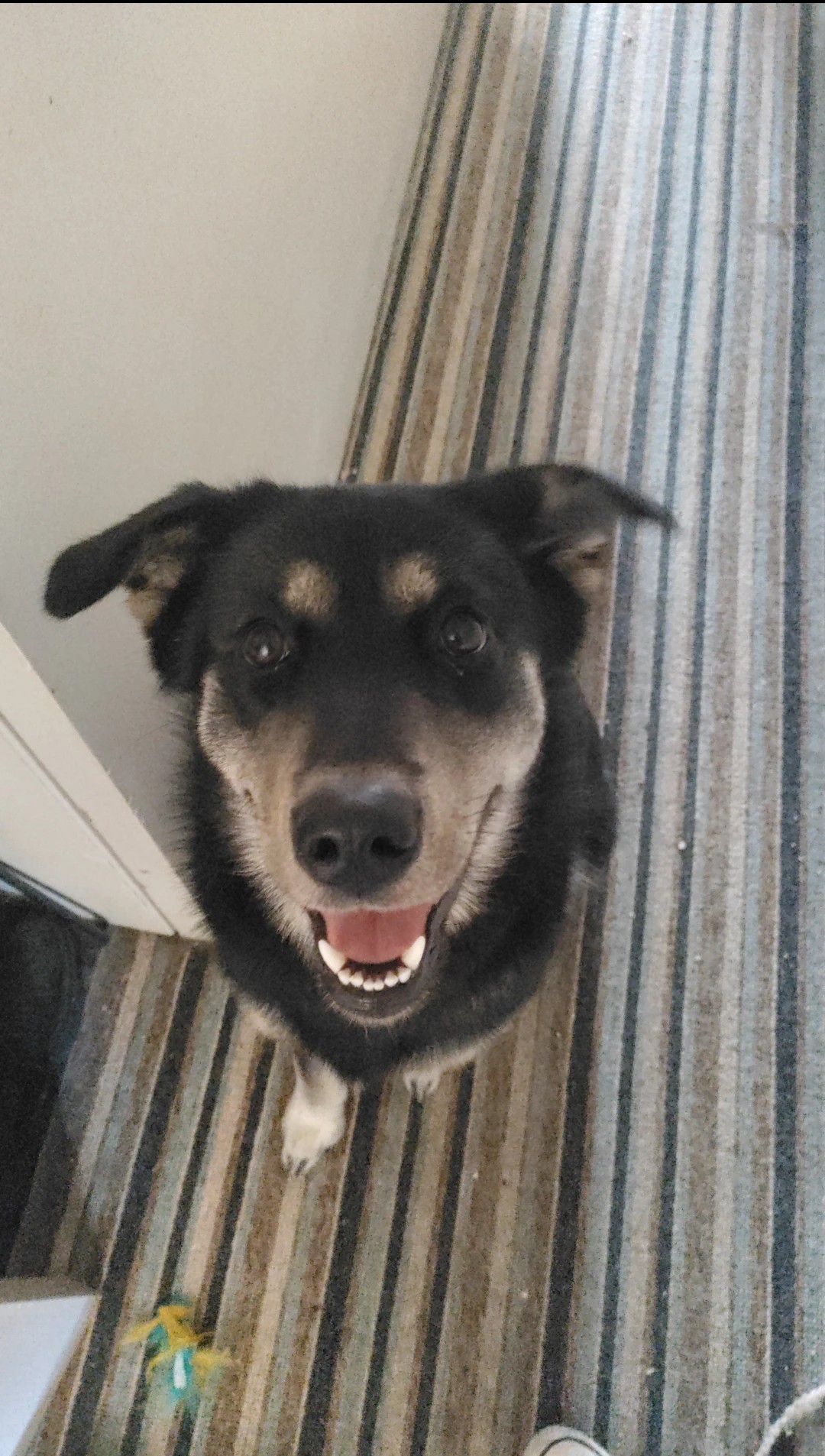 buying a hound that looks like my irl dog :) | Xanje