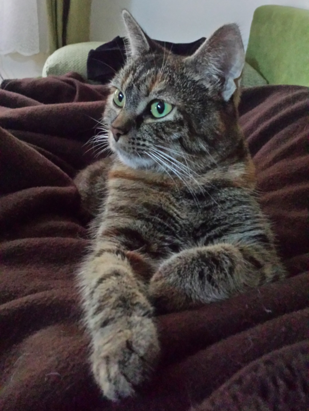 Kasasagi's Profile | Xanje