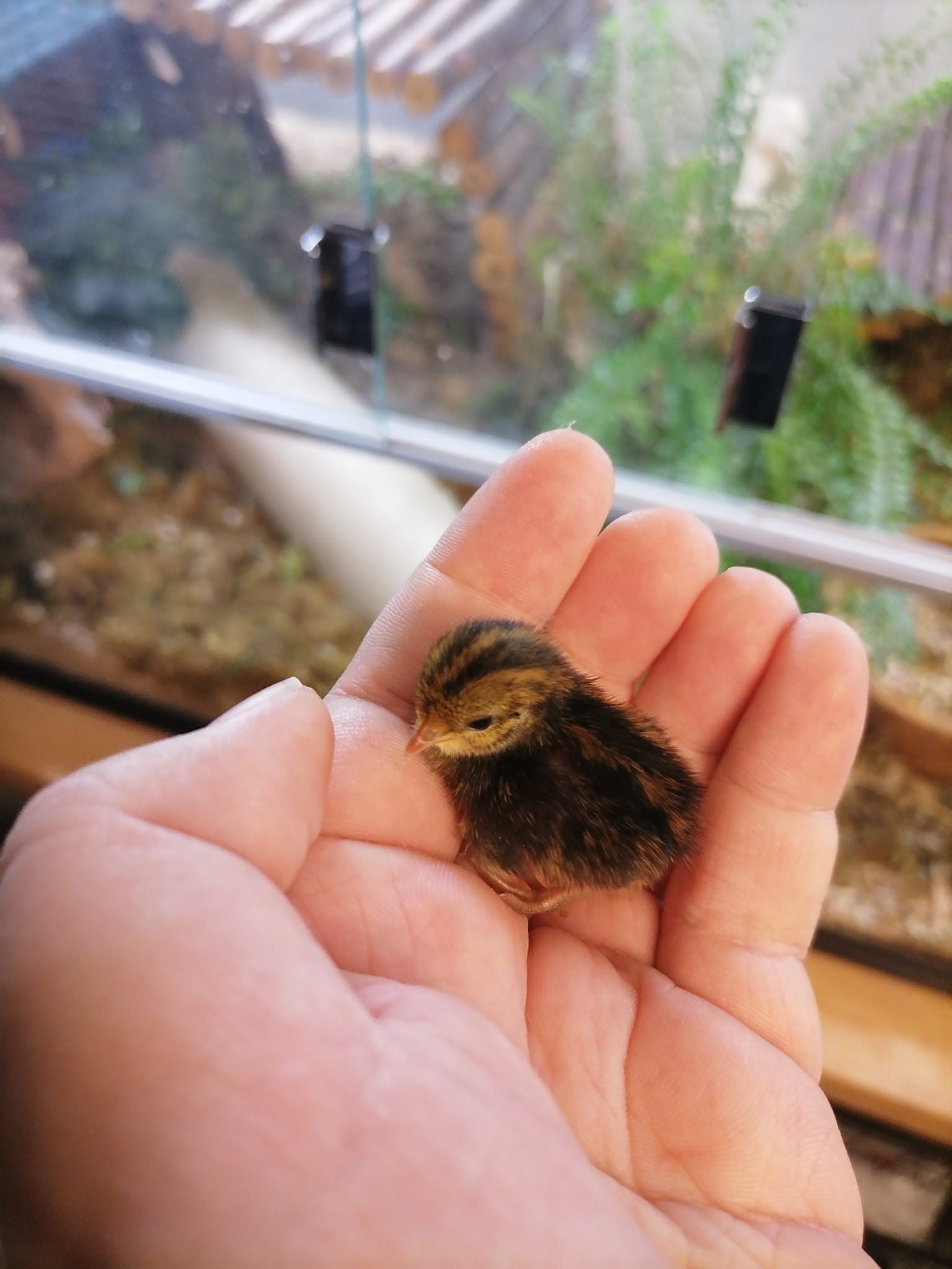 My Button Quail Babies | Xanje