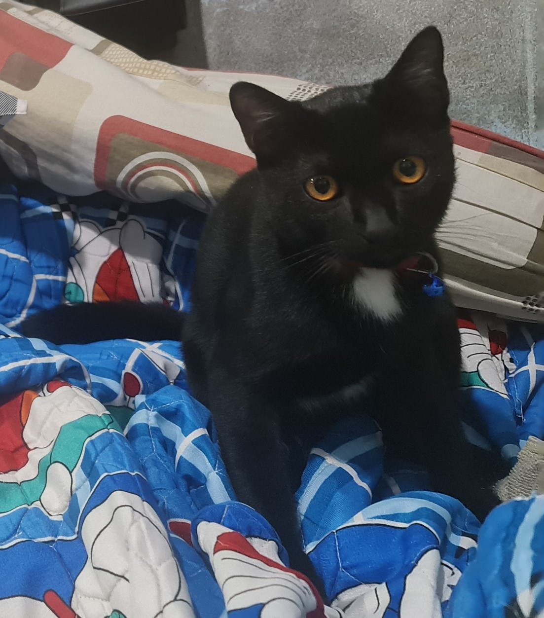 Does a black cat with a white spot exists in this game? | Xanje