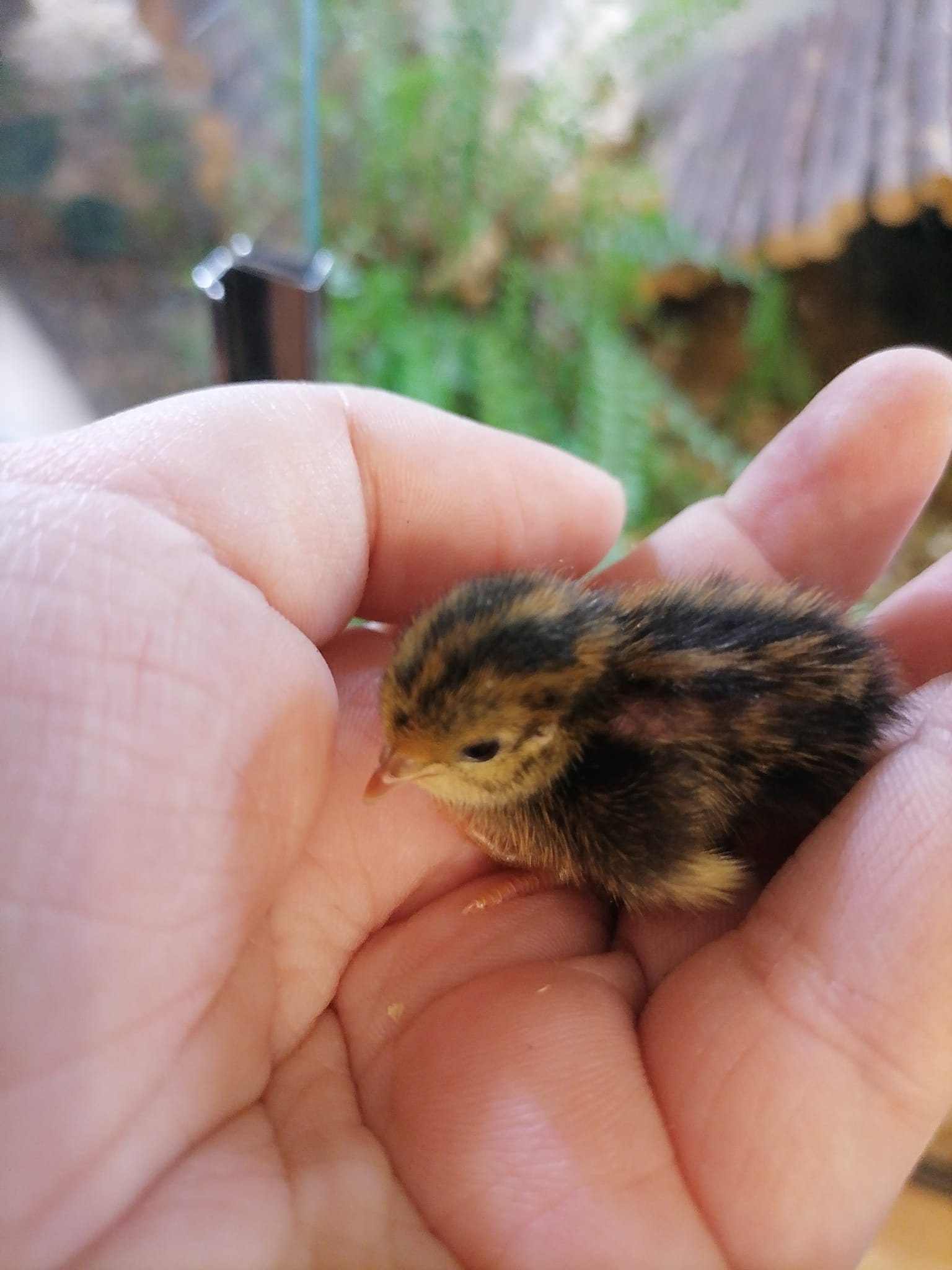 My Button Quail Babies | Xanje