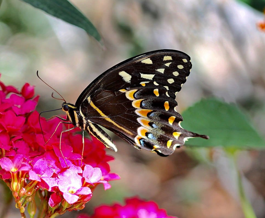 Vanessa's Profile | Xanje